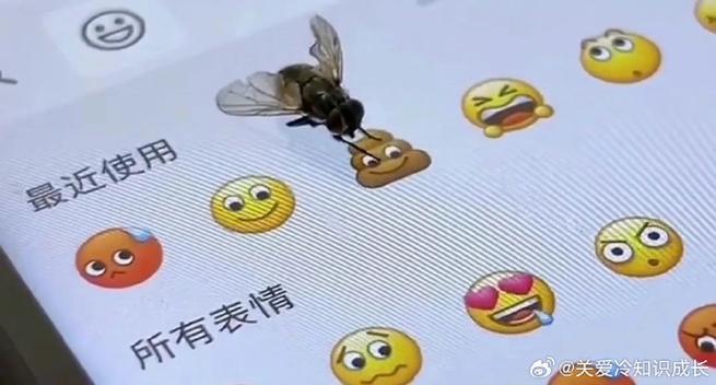 苍蝇emoji图标