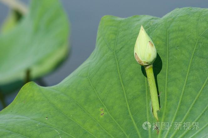 青年莲花和莲花什么关系图标