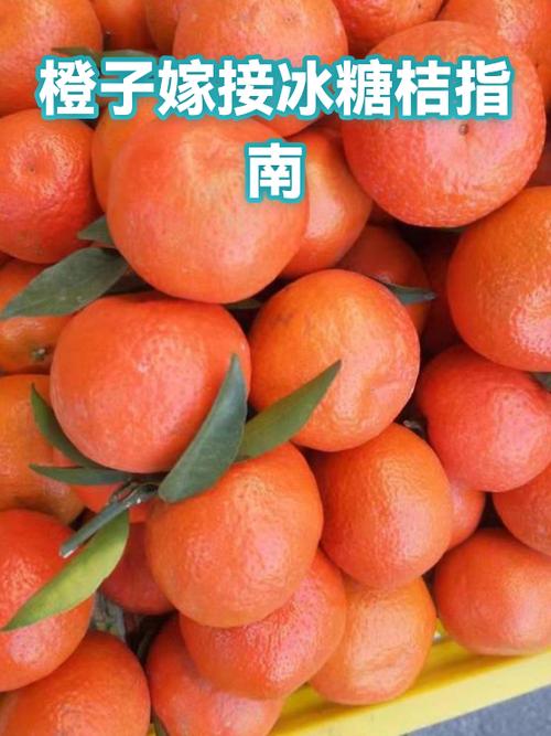 桔子和橙子嫁接的水果缩略图