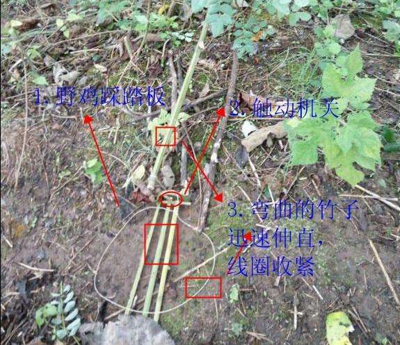 抓野鸡最简单的办法图标