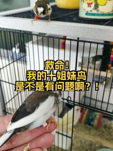 鸟僵硬了怎么救活图标