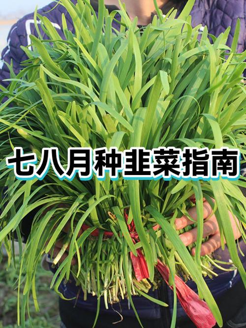 种韭菜收益怎么样图标