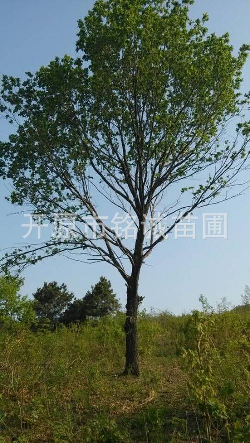 夏橡苗木价格图标