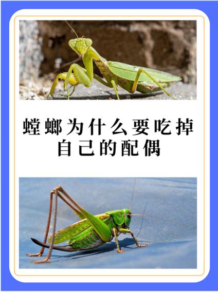 螳螂的营养价值截图