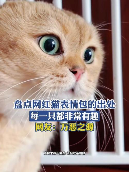 最近抖音很火的一只表情猫