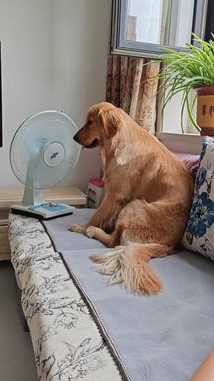 狗怕热吗夏天在室外图标