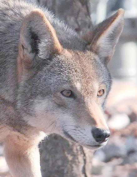 red wolf是什么意思图标