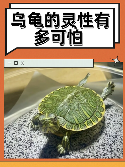 乌龟出现灵性征兆缩略图