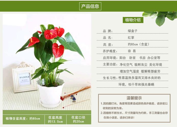红掌花的资料图标