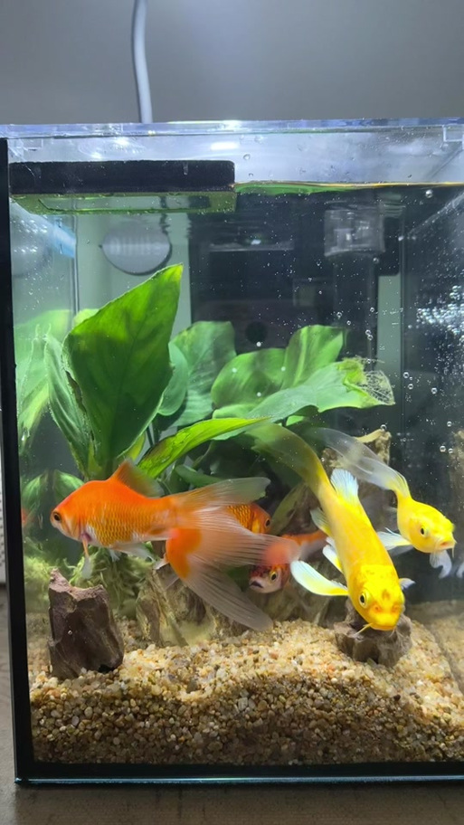 鱼缸不开灯可以吗图标