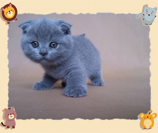 毛是蓝色的猫缩略图