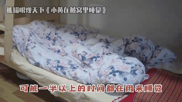 小橘猫进屋十大预兆游戏截图