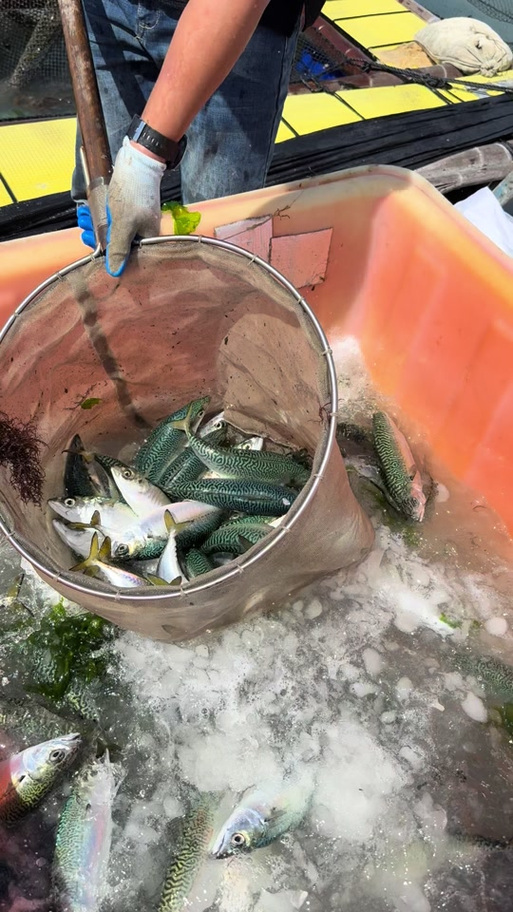 青花鱼养殖交流论坛网址链接图标