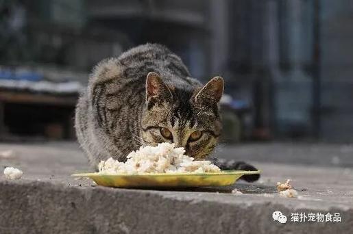 猫能不能吃米饭图标