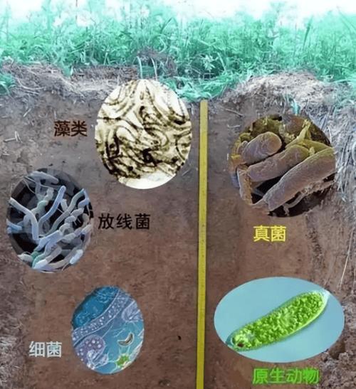 沙子里有细菌吗图标