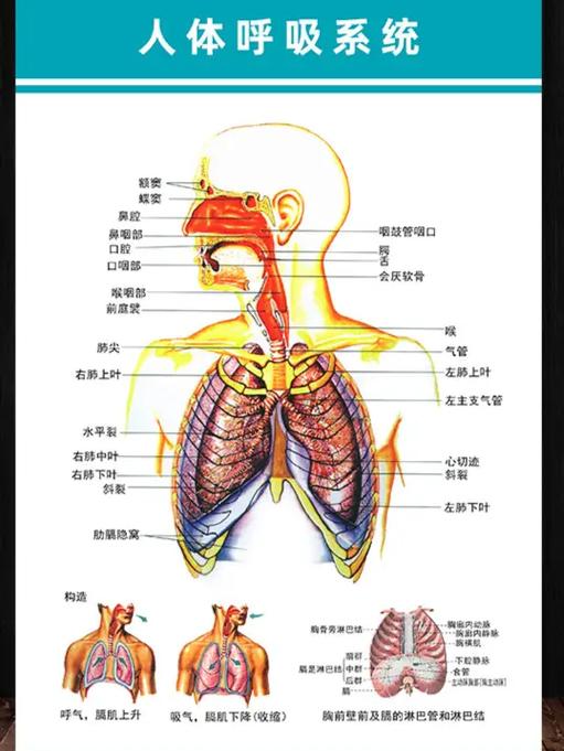 塞皮是人体什么器官