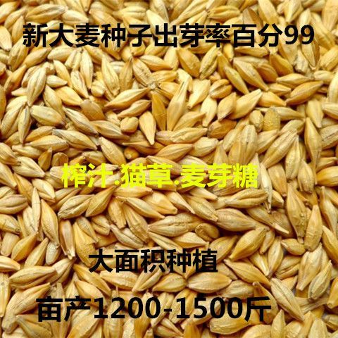大麦种子多少钱一斤在哪里买图标