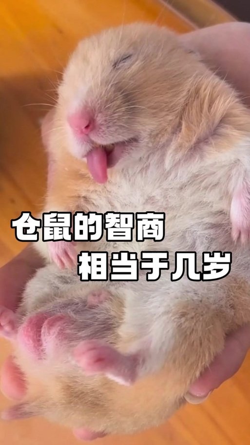 仓鼠一年等于人的多少岁图标
