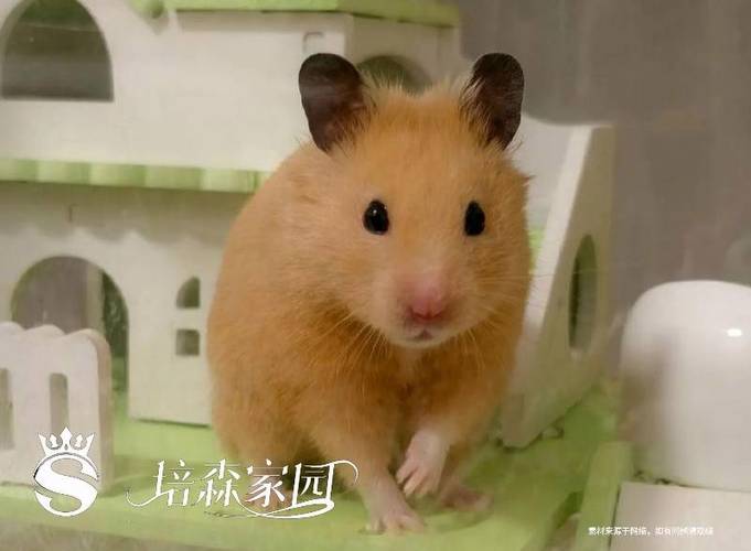 养仓鼠的网站图标