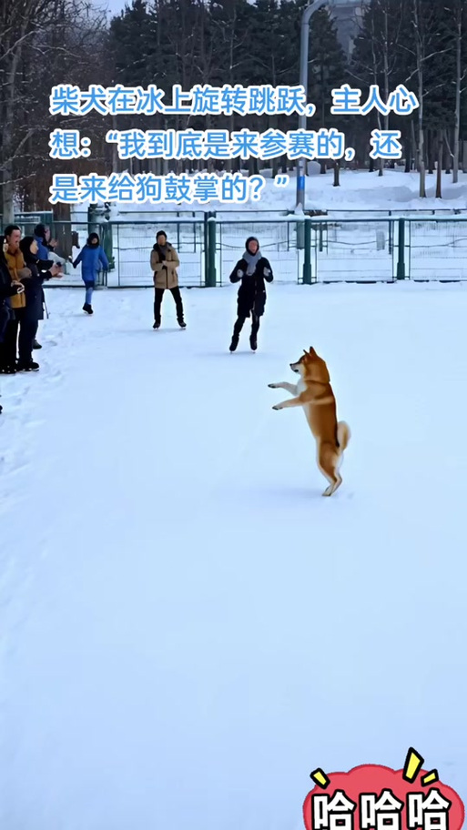 狗旋转表情暗示什么