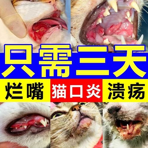 猫杯状病毒存活多久图标