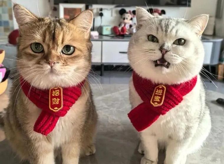 养猫招财还是养狗招财图标