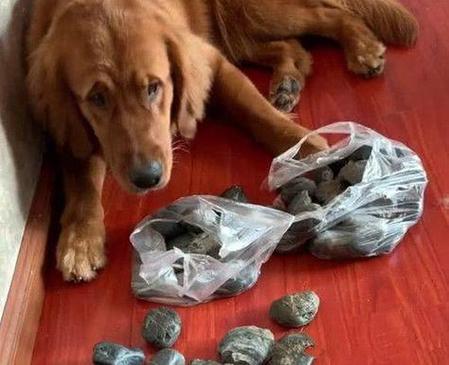 狗吃了石子没事吧图标