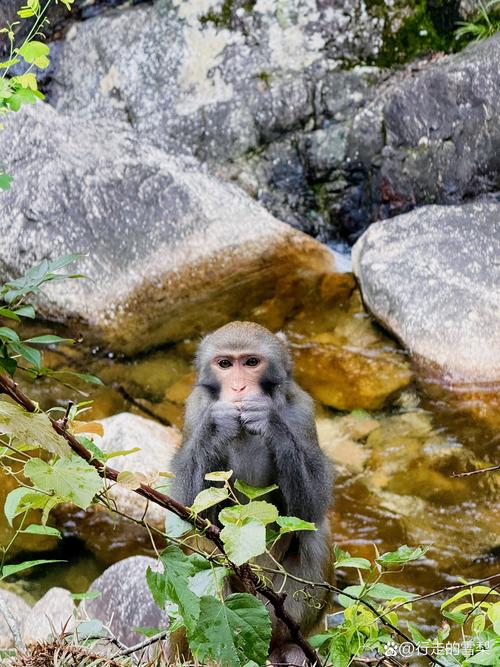 有一只小猴子去爬山爬到山顶看一看图标