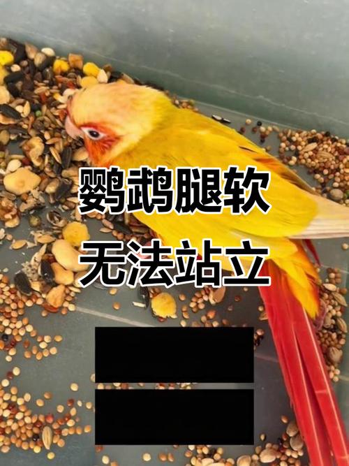 鹦鹉双腿无力不能站立截图