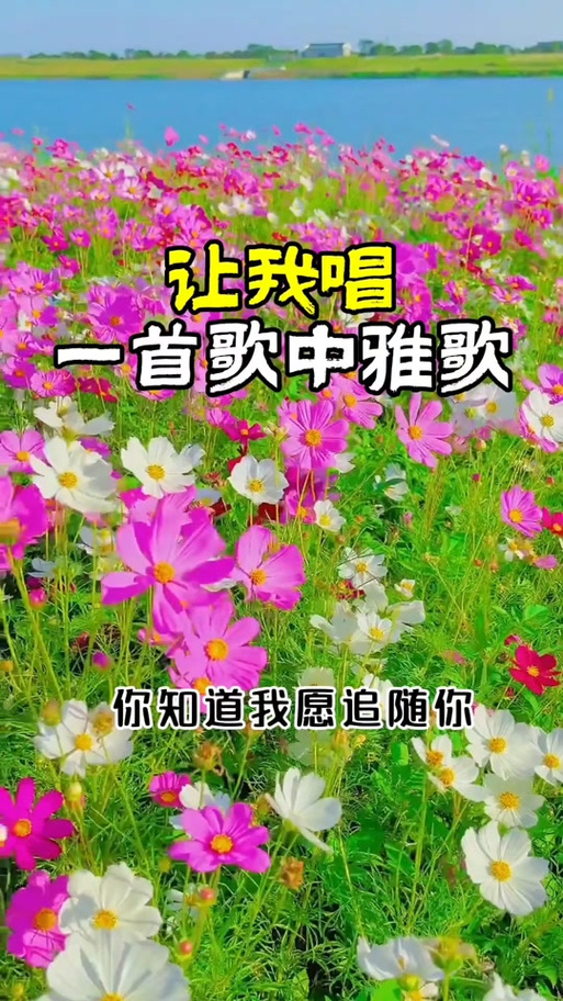 雅歌爱情歌谱