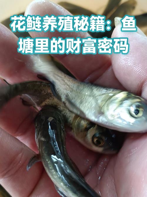 鱼塘app赚钱图标