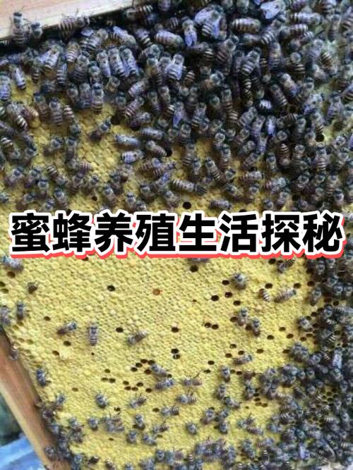 养蜜蜂知识和技术图标