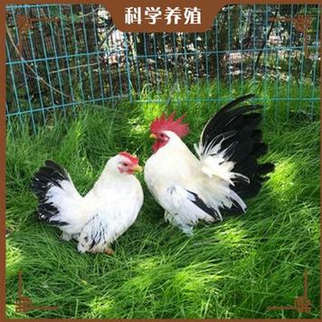 爱养殖图标