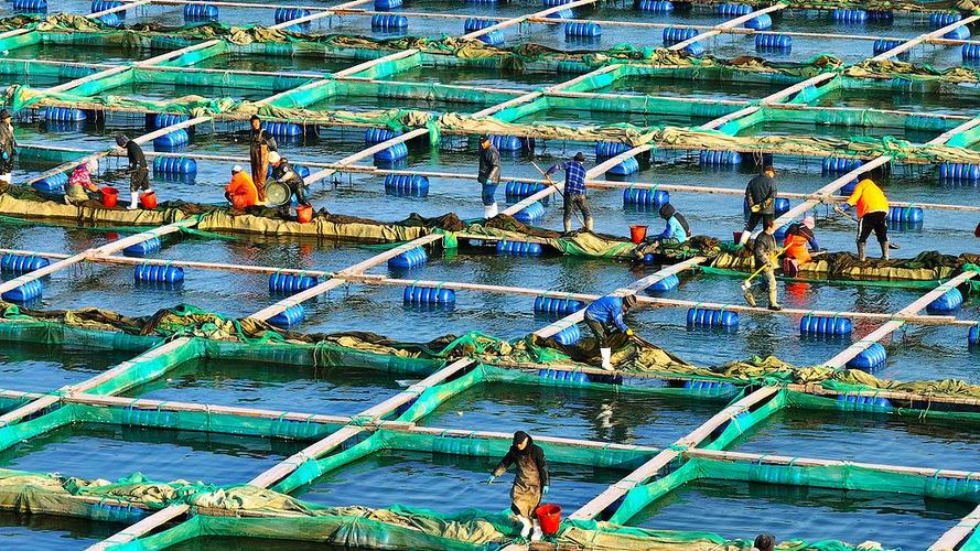 海上牧场图标