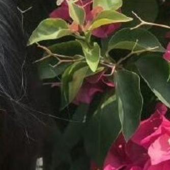 芒果国际版怎么改地区