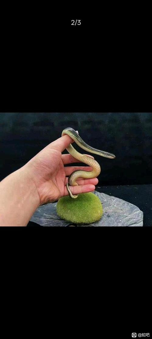 铅色蛇多久会认主人
