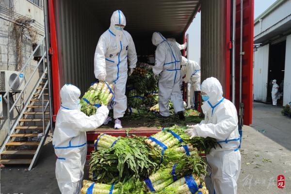 新鲜青菜能带上飞机吗截图