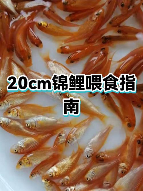 锦鲤喂什么长得快图标