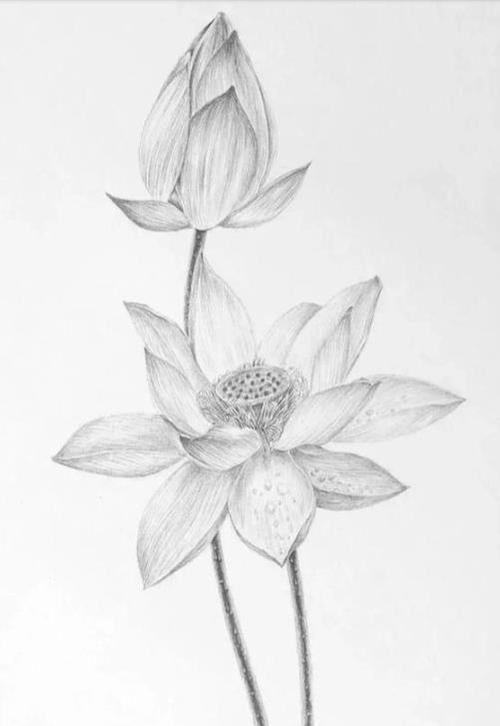 荷花素描简单画法截图