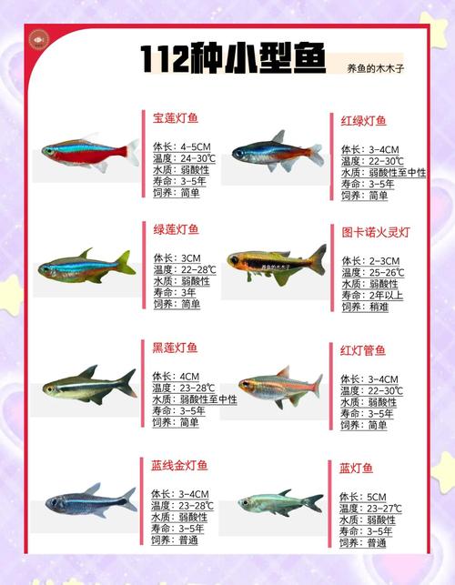 小观赏鱼种类截图