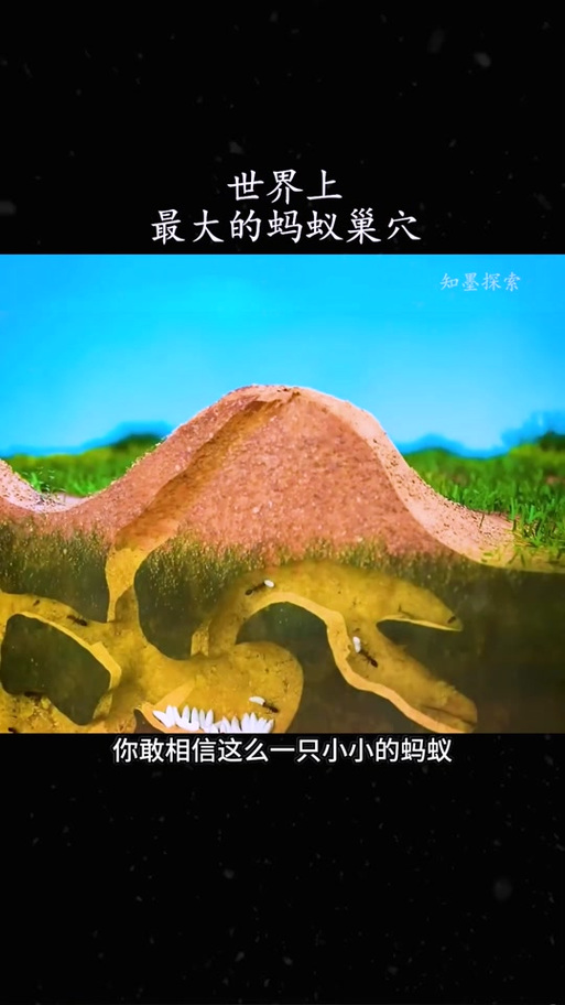 蚂蚁窝最新版本图标