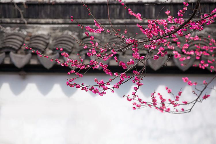 春日偶得