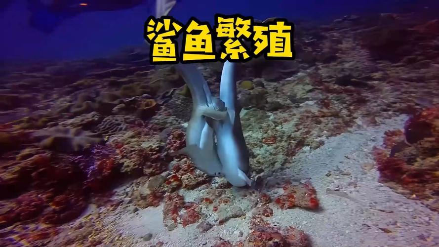 鲨鱼怎么繁殖后代图标