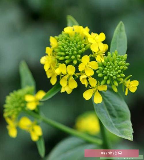 芥子菜是什么样子图标