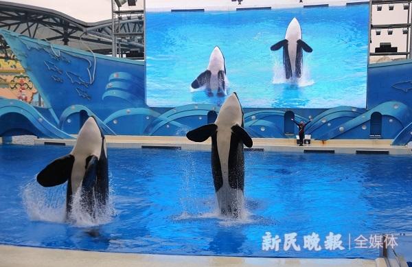 海豚精灵 汉化图标