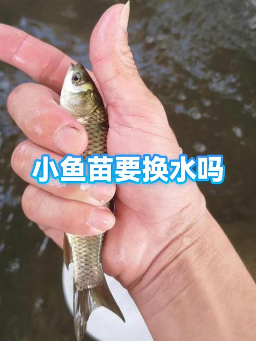 刚买的小鱼要注意什么