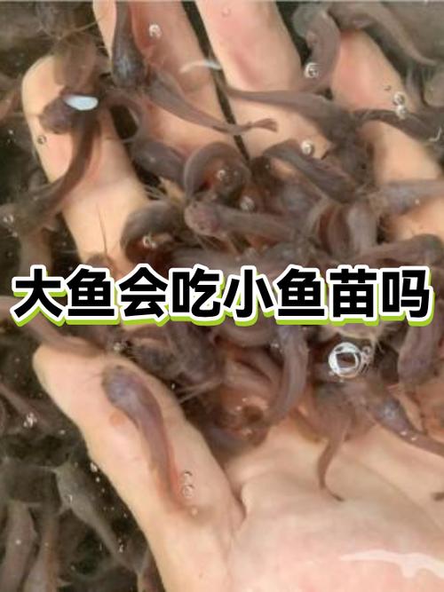 大鱼会吃小鱼苗吗图标