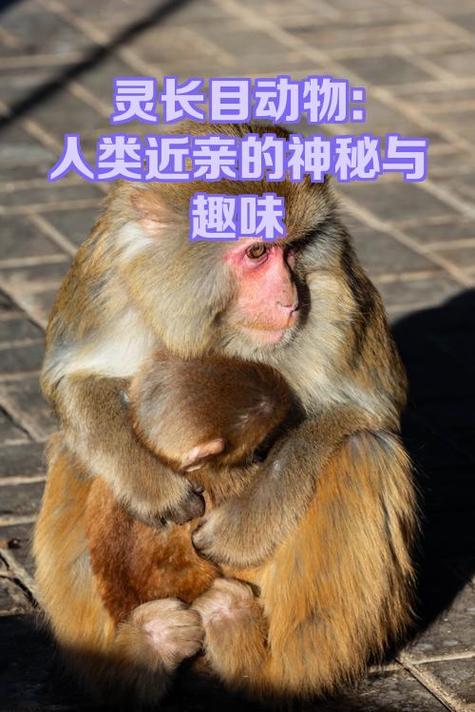 哪些动物是近亲截图