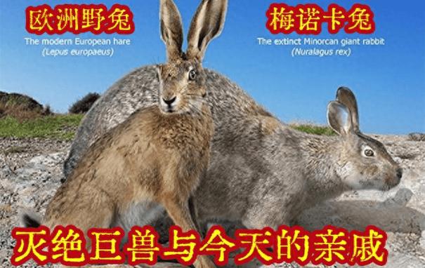 兔子品种大全及图片价格截图