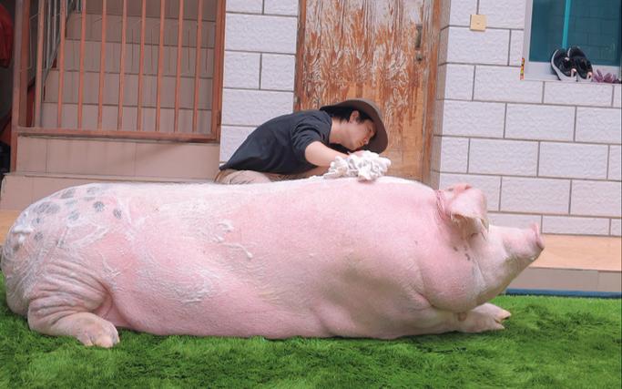 猪的短视频素材图标